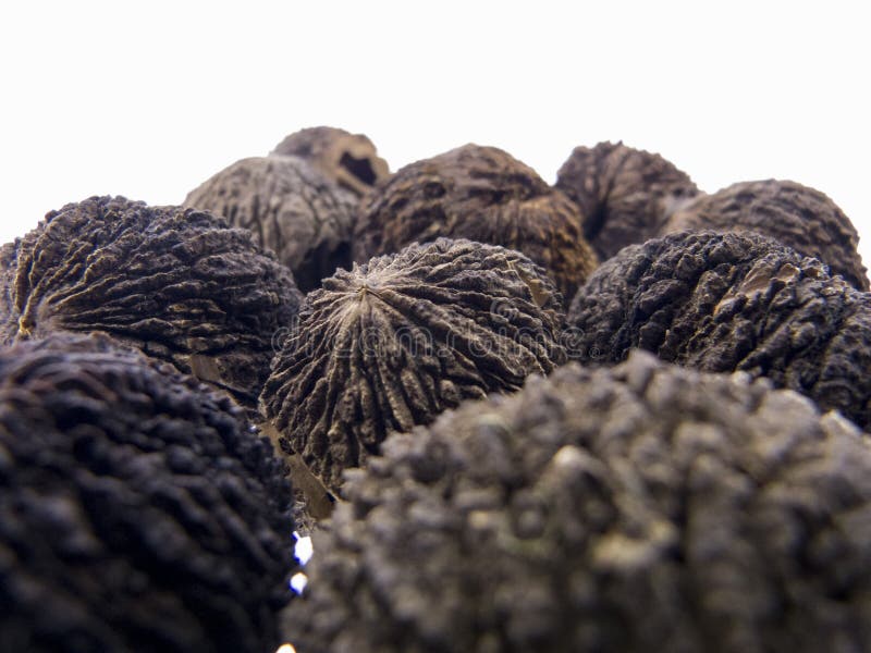 Noce Nera, Juglans Nigra Della Frutta Immagine Stock - Immagine di ...