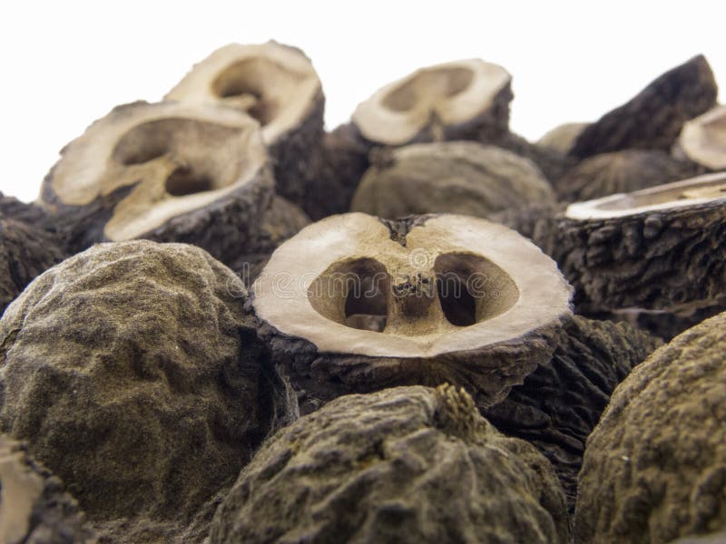 Noce Nera, Juglans Nigra Della Frutta Immagine Stock - Immagine di ...