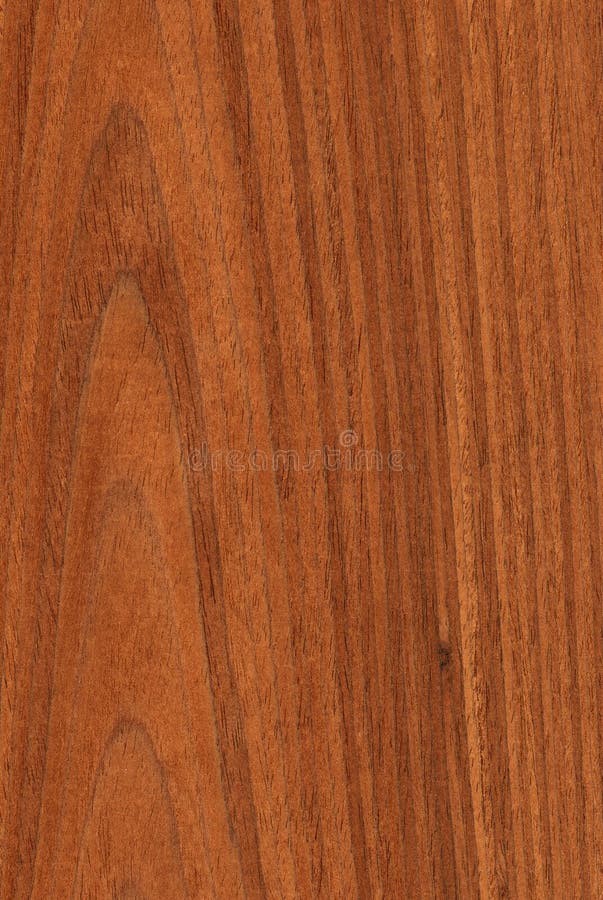 Noce (texture del legno) fotografia stock. Immagine di comitato - 8110520