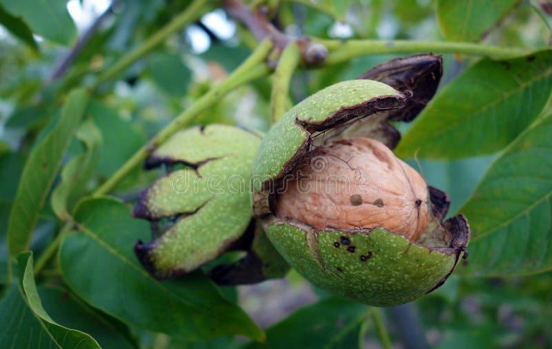 Albero di noce fotografia stock. Immagine di estate, noce - 26163808