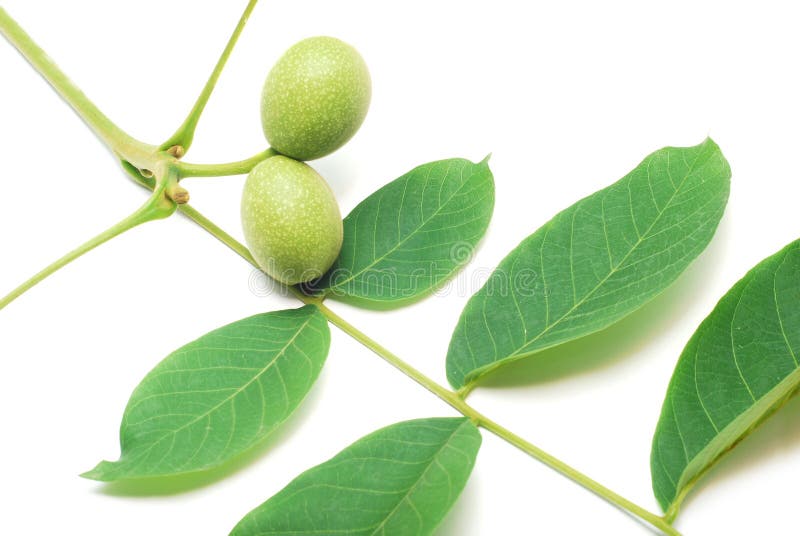 Noce Verde Isolata Su Fondo Bianco Immagine Stock - Immagine di ...