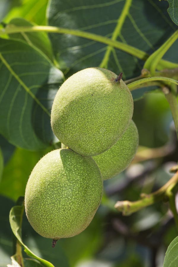 Noce Verde; Noce Sbucciata Ed I Sui Noccioli. Immagine Stock - Immagine ...