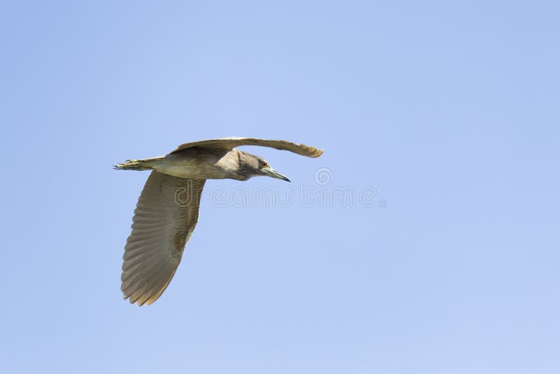 Noche-garza Negro-coronada, Joven, Volando Imagen de archivo - Imagen ...