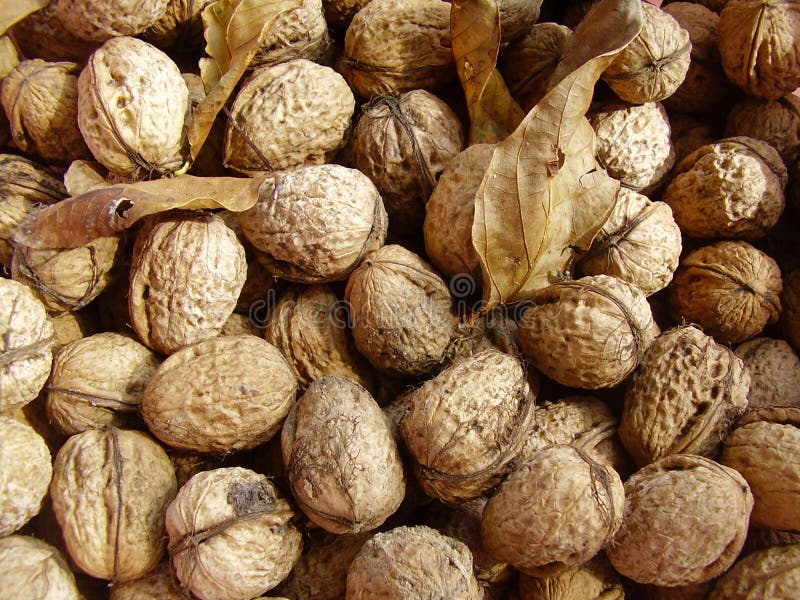 Noci - backround fotografia stock. Immagine di inglese - 1387820