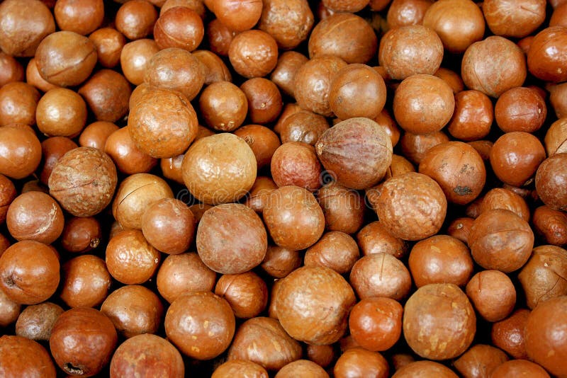 Alberi Di Noce Di Macadamia Fotografia Stock - Immagine di coperture ...