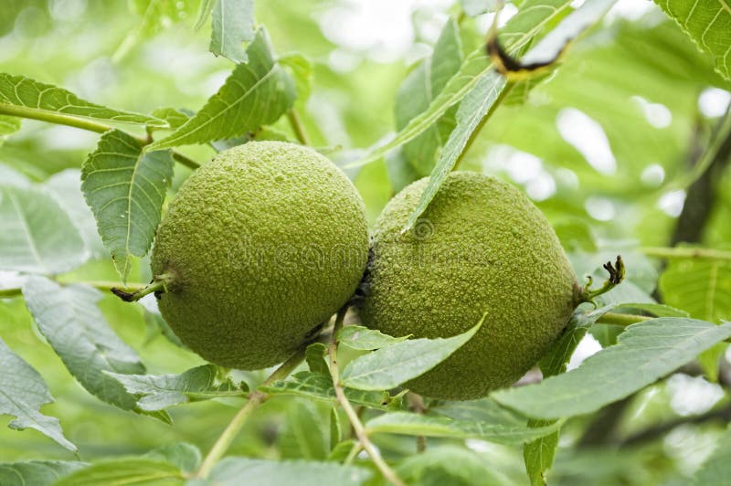 Noci Nere Verdi Sull'albero Immagine Stock - Immagine di fogliame, sano ...