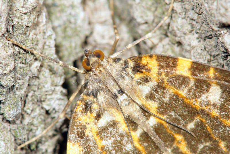 Noctuid stock image. Image of noctuid, moth, insects - 54382427