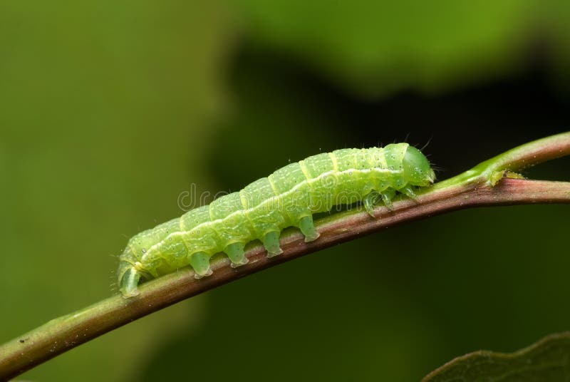 Noctuid caterpillar stock photo. Image of crawl, lepidoptera - 11330808