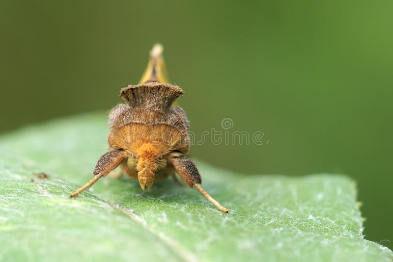 Noctuid stock photo. Image of animals, wildlife, animal - 94276442