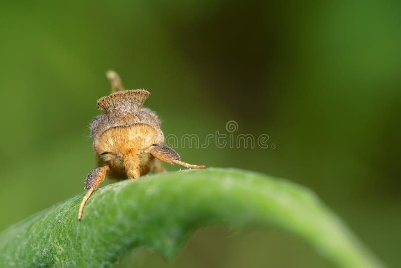 Noctuid stock image. Image of insects, intermixta, noctuid - 94240753