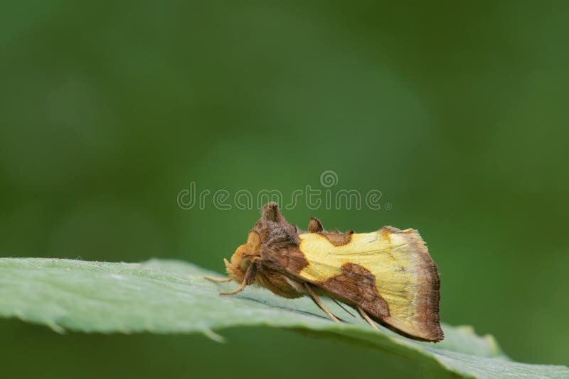 Noctuid stock image. Image of nature, life, closeup, intermixta - 94276505