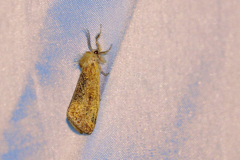 Noctuid moth stock photo. Image of animal, lepidoptera - 251035108