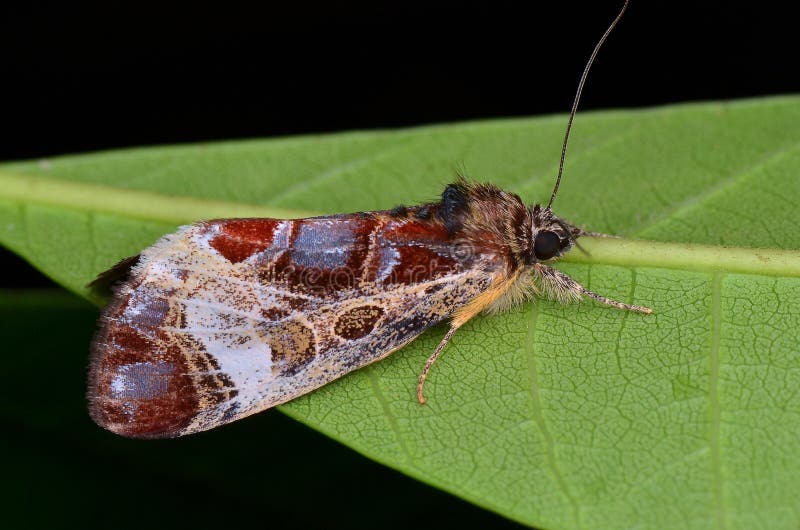 Noctuid moth stock image. Image of phytometra, cloud, noctuid - 7426593