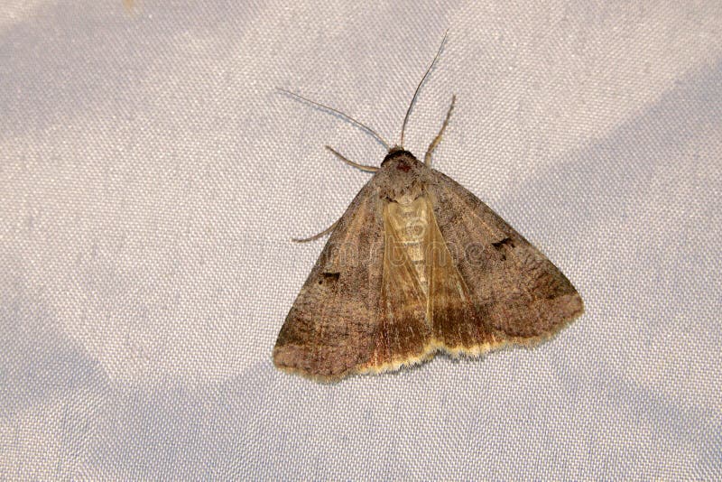 Noctuidae moth stock photo. Image of animal, moth, lepidoptera - 264250056