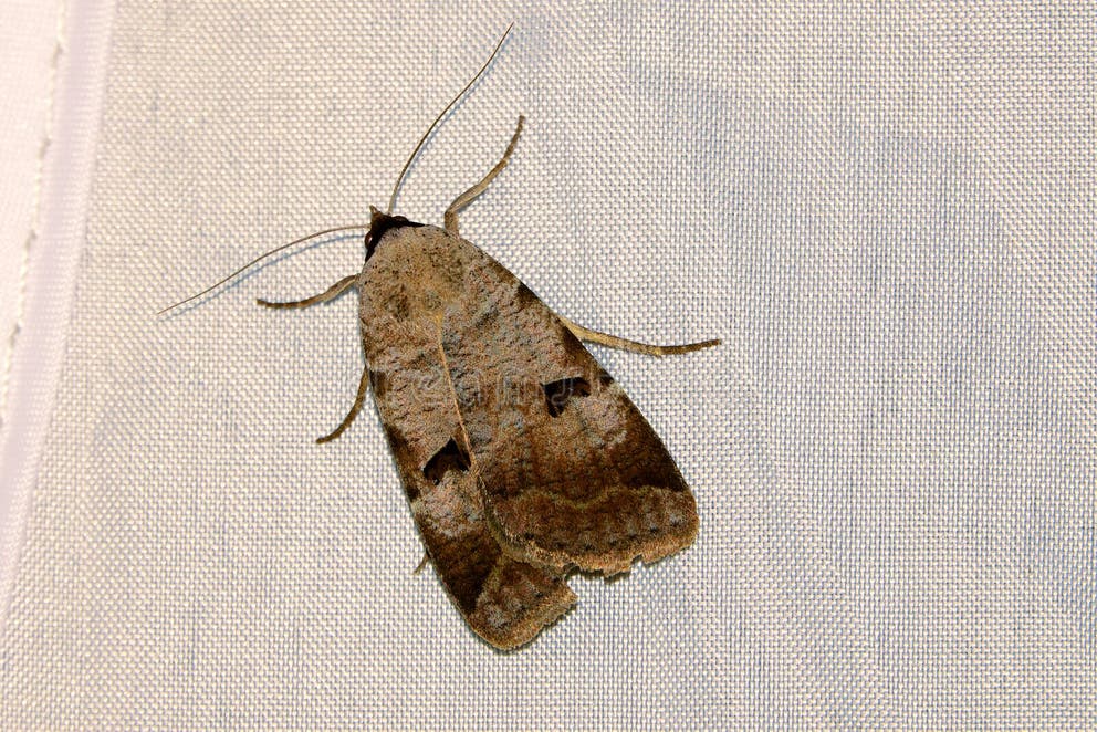 Noctuidae moth stock image. Image of stripe, animals - 252566775