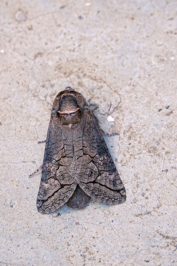 Noctuidae moth stock photo. Image of dark, nature, wildlife - 252611350
