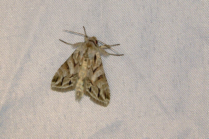 Noctuidae moth stock image. Image of stripe, wing, black - 264249707
