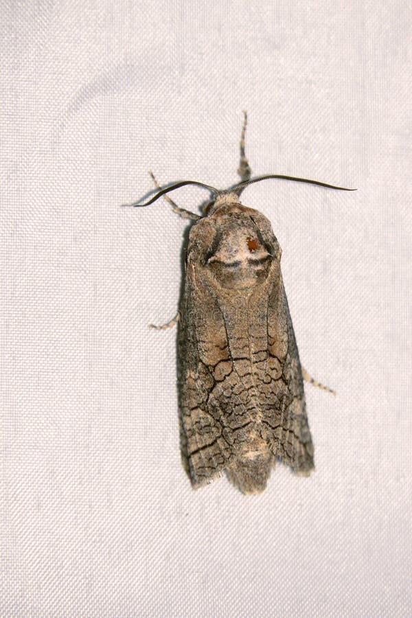 Noctuidae moth foto de archivo. Imagen de vida, travieso - 250023038