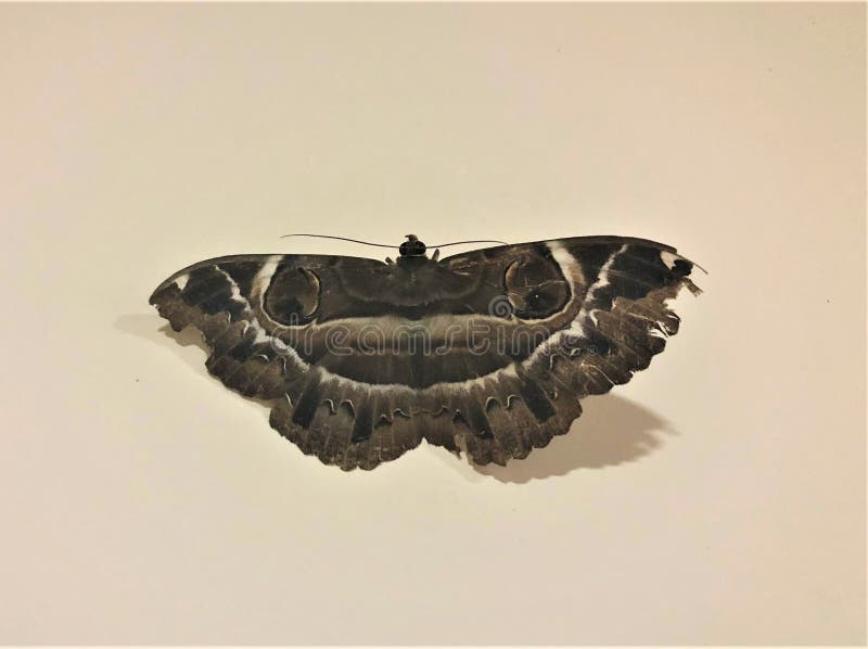 The nocturnal butterfly stock image. Image of nature - 127094027