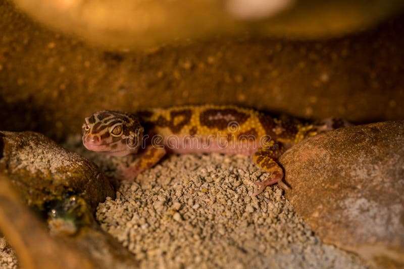 Nocturnal Gecko Portrait in Nature Park Stock Image - Image of portrait ...