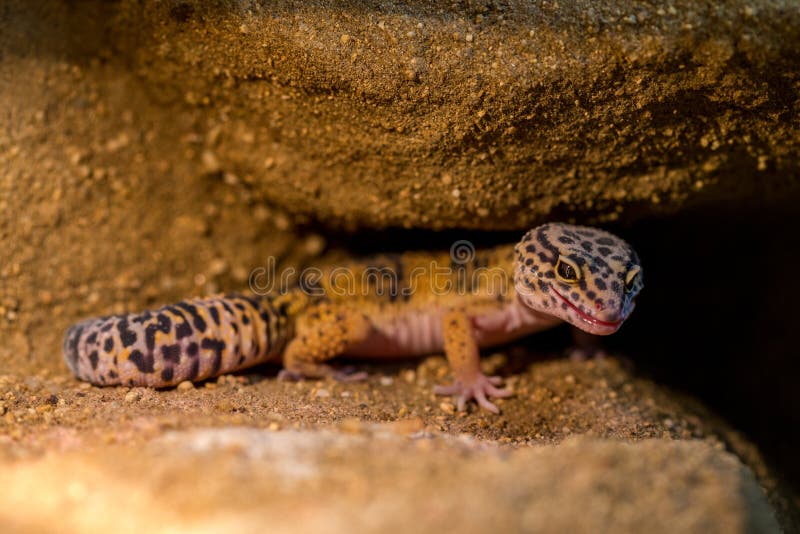Nocturnal Gecko Portrait in Nature Park Stock Photo - Image of wild ...