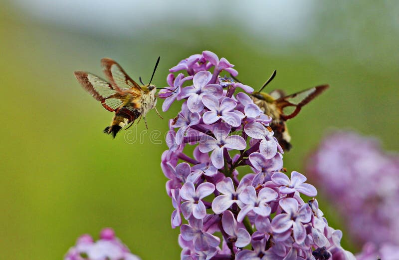 The Nocturnal Hawk Moth is Very Similar To a Hummingbird Stock Image ... The Nocturnal Hawk Moth is Very Similar To a Hummingbird Stock Image ...