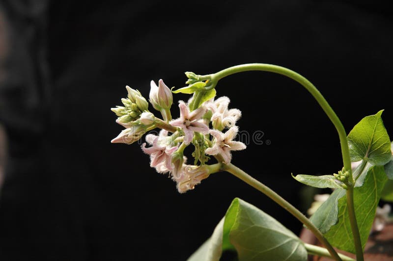 Nod Big Halberd the Close-up of the Flower Stock Photo - Image of ...