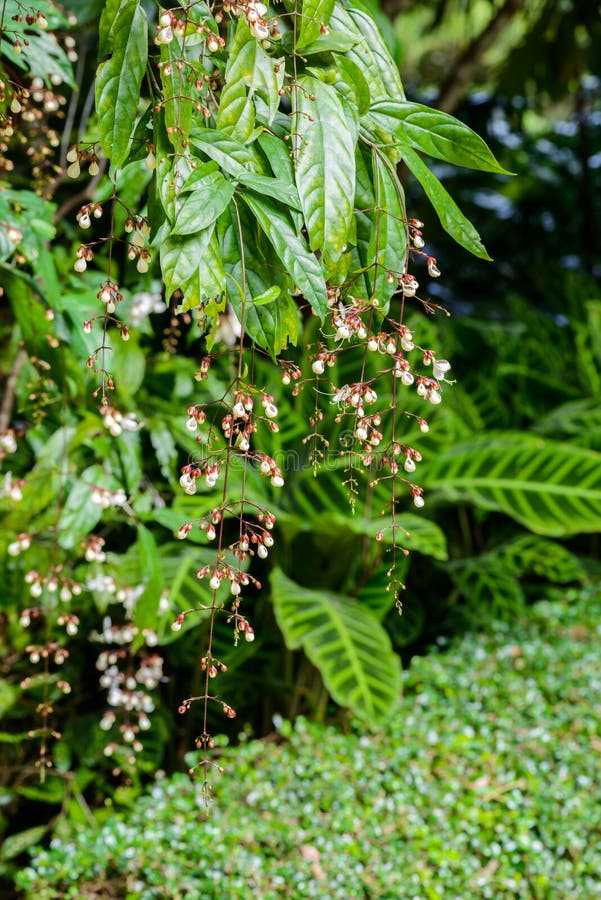 2019102905：Clerodendrum Wallichii in Full Bloom Stock Image - Image of ...
