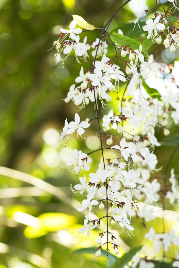 Nodding Clerodendron (Clerodendrum Wallichii) Flowers Stock Image ...