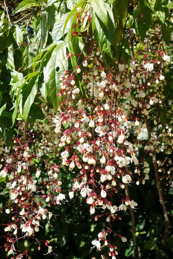 Nodding Clerodendron stock image. Image of nodding, white - 71354865