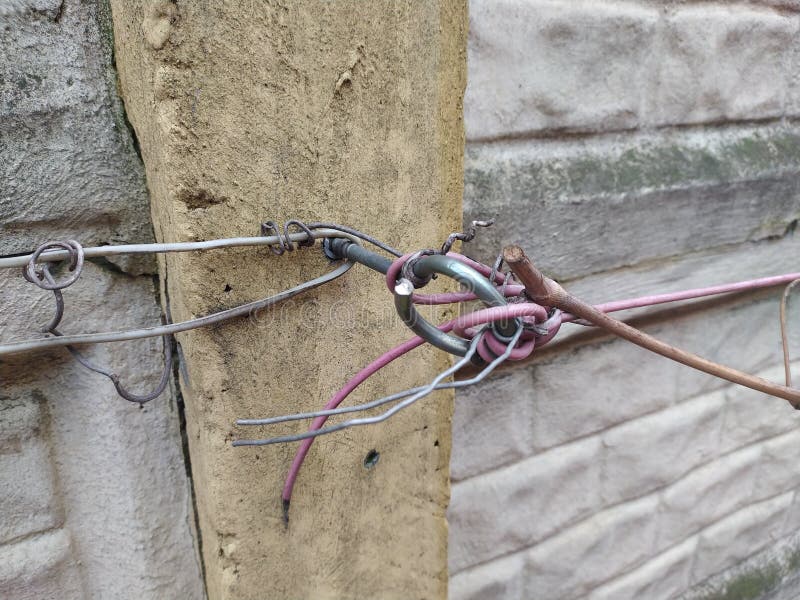 Hanging grapes stock photo. Image of grapes, healthy, vinyard - 3860848