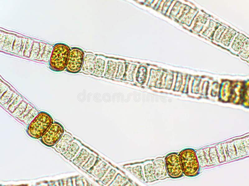 Nodularia Stock Photos - Free & Royalty-Free Stock Photos from Dreamstime