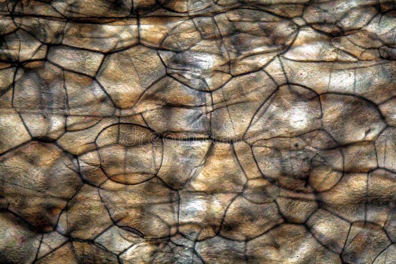 Nodules of Polystyrene Under the Microscope Stock Image - Image of ...