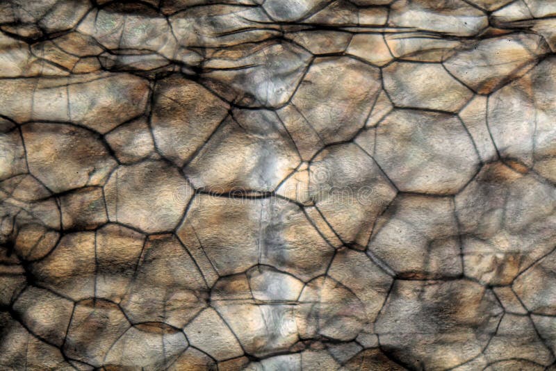 Nodules of Polystyrene Under the Microscope Stock Image - Image of ...
