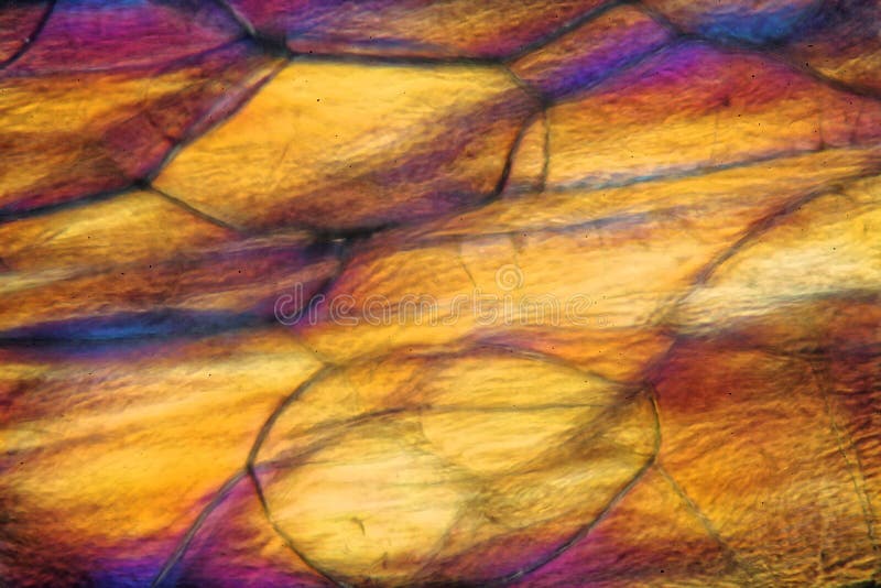 Nodules of Polystyrene Under the Microscope Stock Image - Image of ...