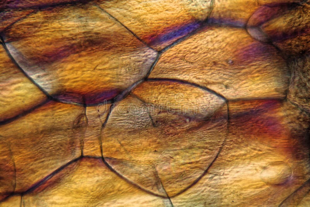 Nodules of Polystyrene Under the Microscope Stock Photo - Image of ...