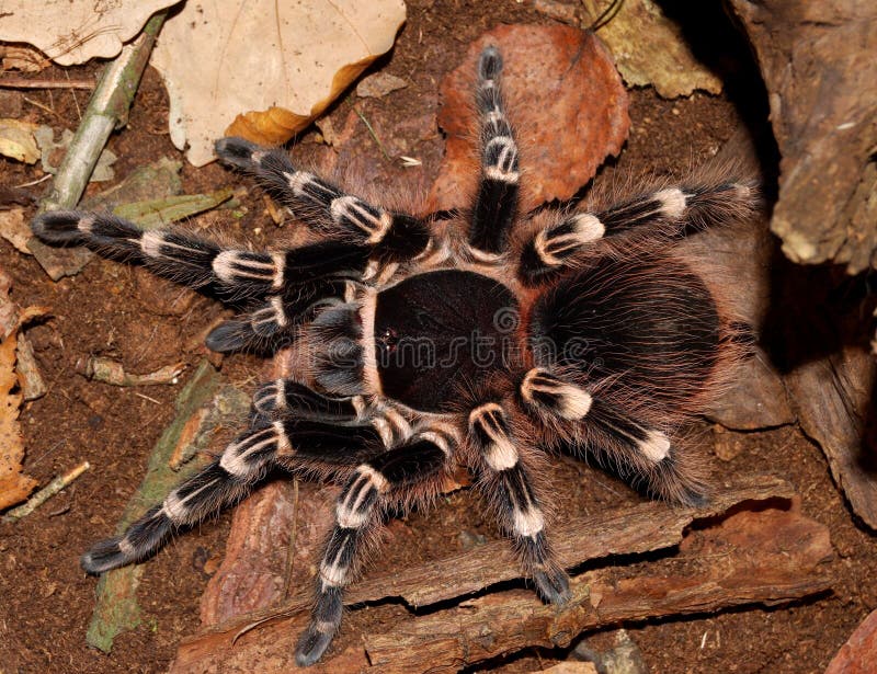 Le Costa Rican Tarantula Davus Ruficeps Est Une Espèce D'araignées Dans ...