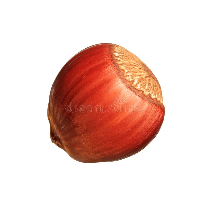 Noisette photo stock. Image du diagonale, noisettes, nourriture - 5422216