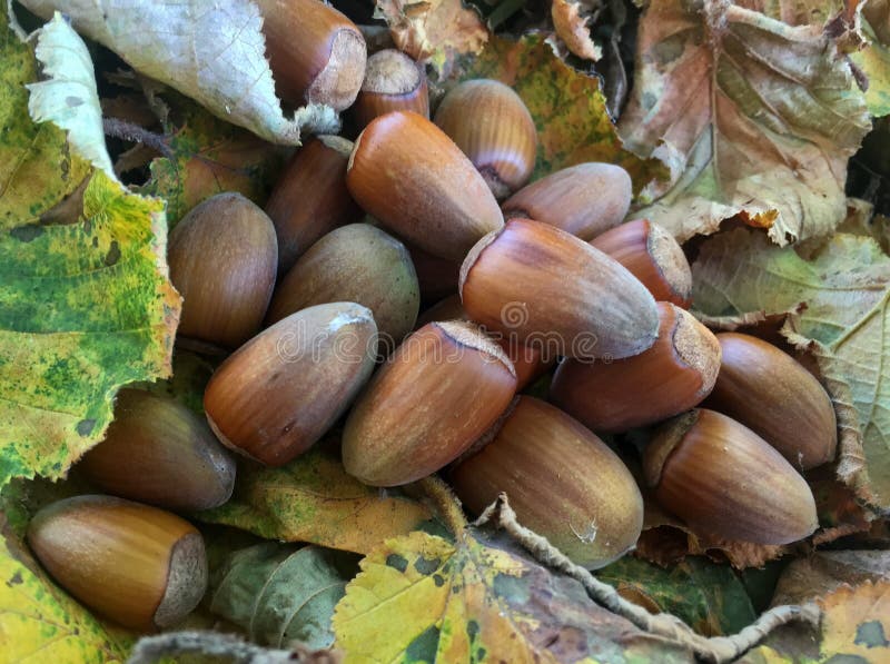 Noisettes d'automne photo stock. Image du instruction - 59707314