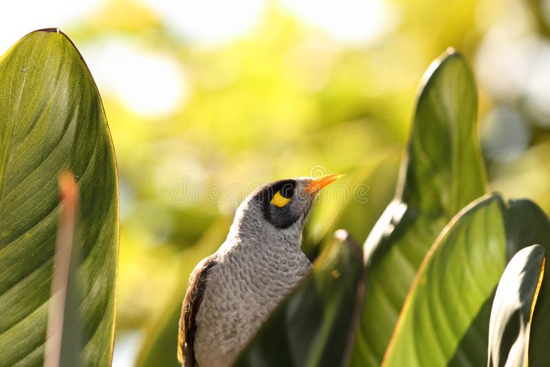 Noisy bird stock image. Image of miner, wild, insect - 42487111