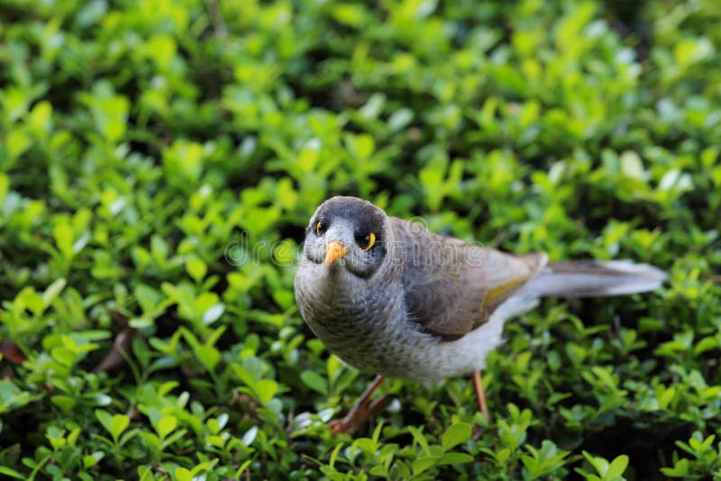 Noisy bird stock image. Image of miner, wild, insect - 42487111
