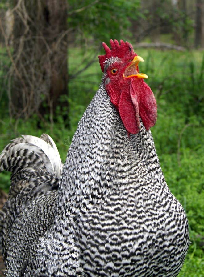 Noisy Chicken stock photo. Image of barnyard, bird, beak - 997748