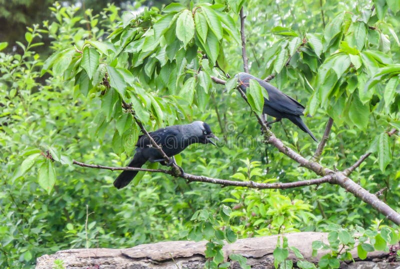 Noisy Crows Perched on a Cherry Tree in Britain. Stock Image - Image of ...