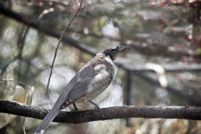 Noisy friar bird stock image. Image of eyebrow, lump - 108912527