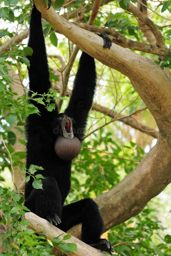Noisy Monkey stock image. Image of habitat, gibbon, monkey - 19887597