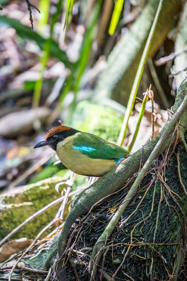 Noisy Pitta Sitting on a Root of a Tree, Pitta Versicolor Stock Photo ...