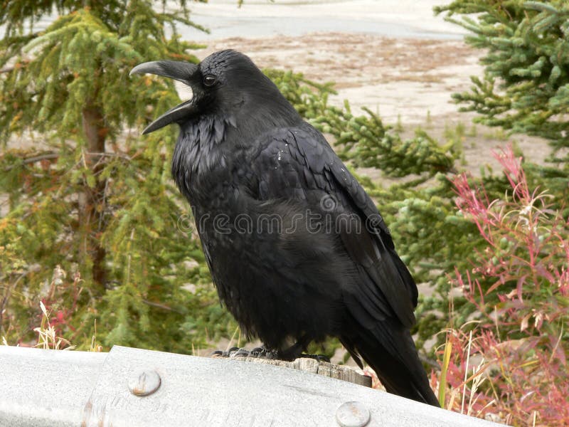 Noisy Raven stock image. Image of unafraid, scream, corax - 280859