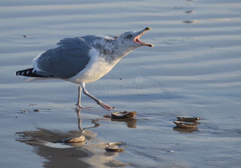 Noisy seagull stock image. Image of firstyear, feeding - 35655443