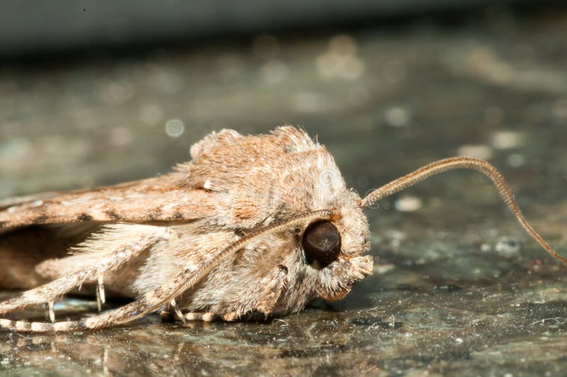 Noite De Insetos Marrom Moth Imagem de Stock - Imagem de animal ...
