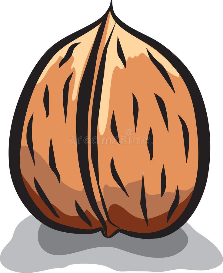 Noix illustration de vecteur. Illustration du nutshell - 49585716